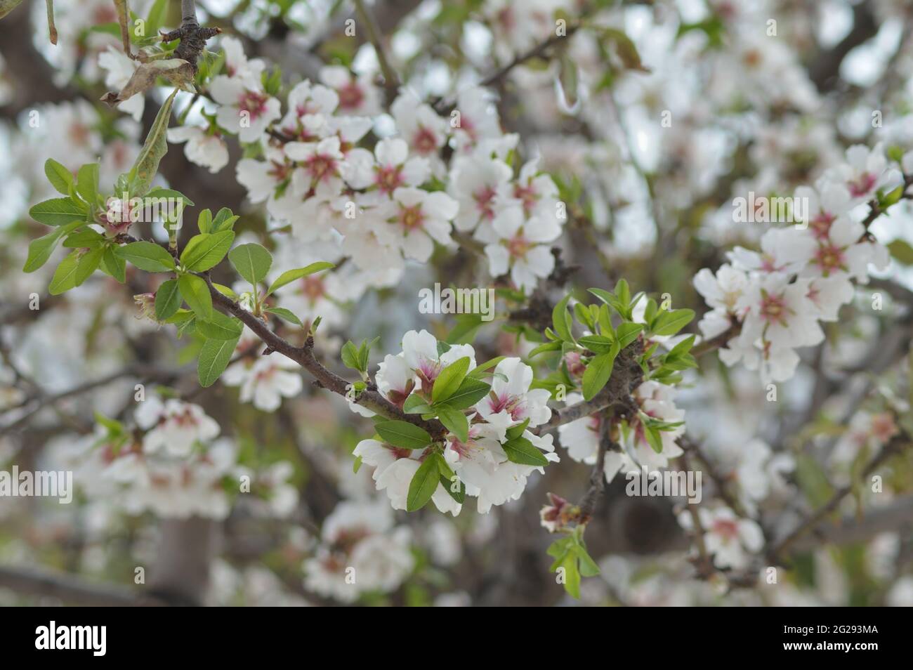 Almond tree with flowers of almond Stock Photo - Alamy