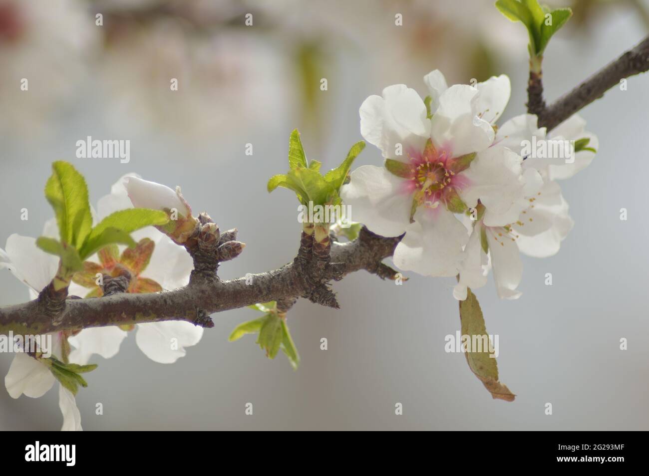Almond flowers in tree Stock Photo - Alamy