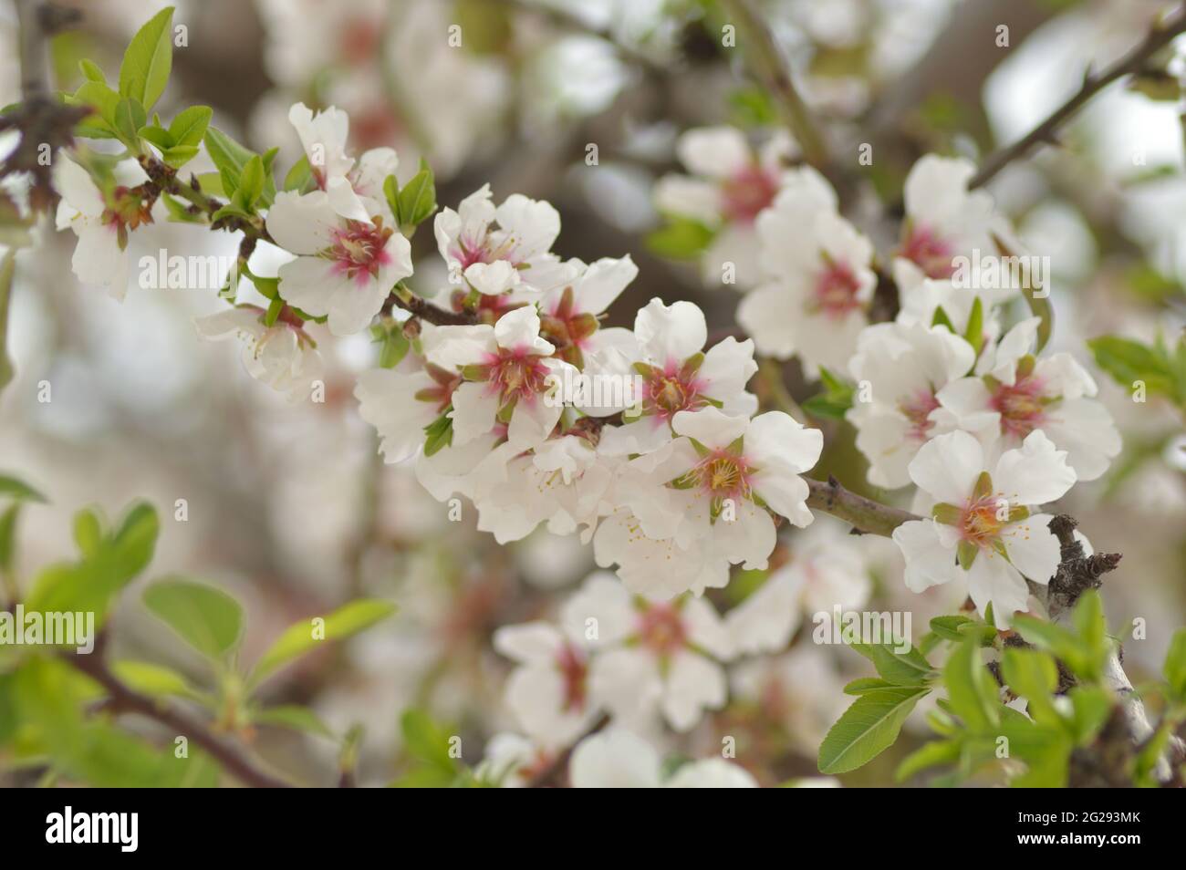Almond blossom natural park hi-res stock photography and images - Alamy