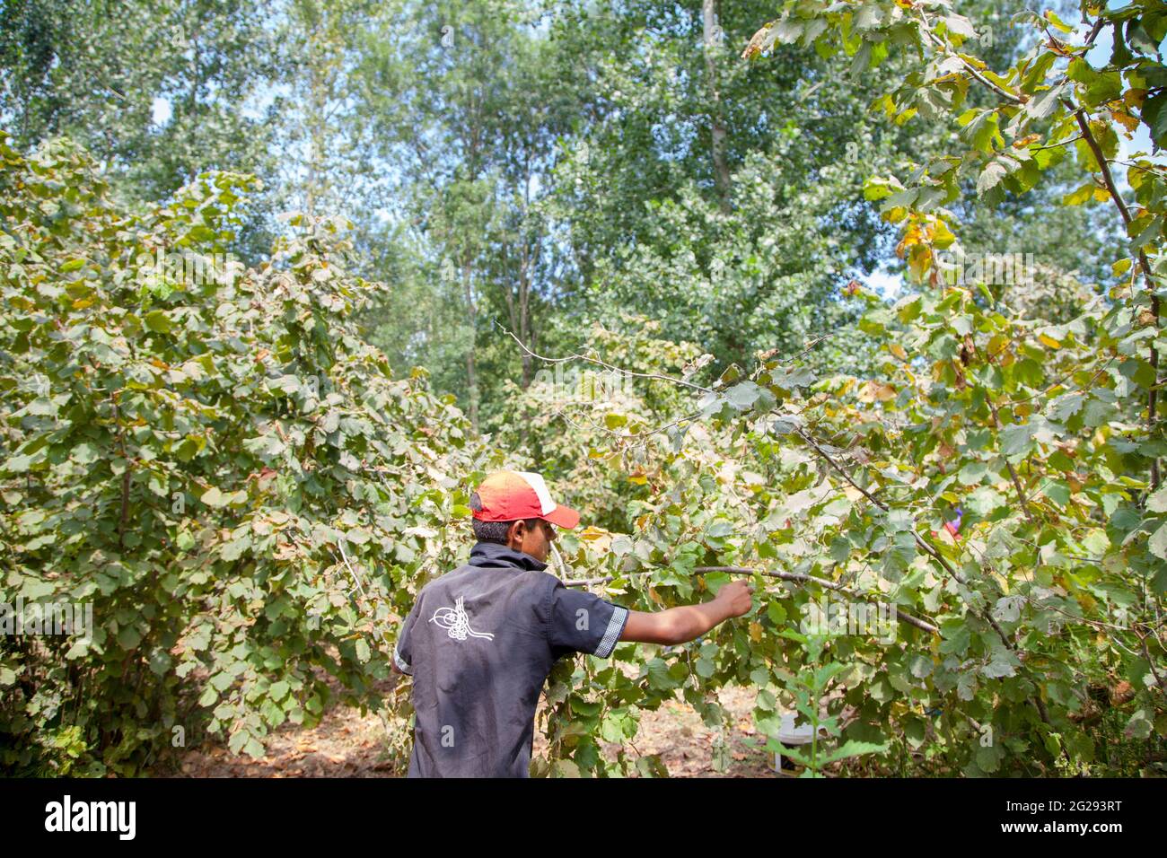 Hazelnut harvest hi-res stock photography and images - Alamy