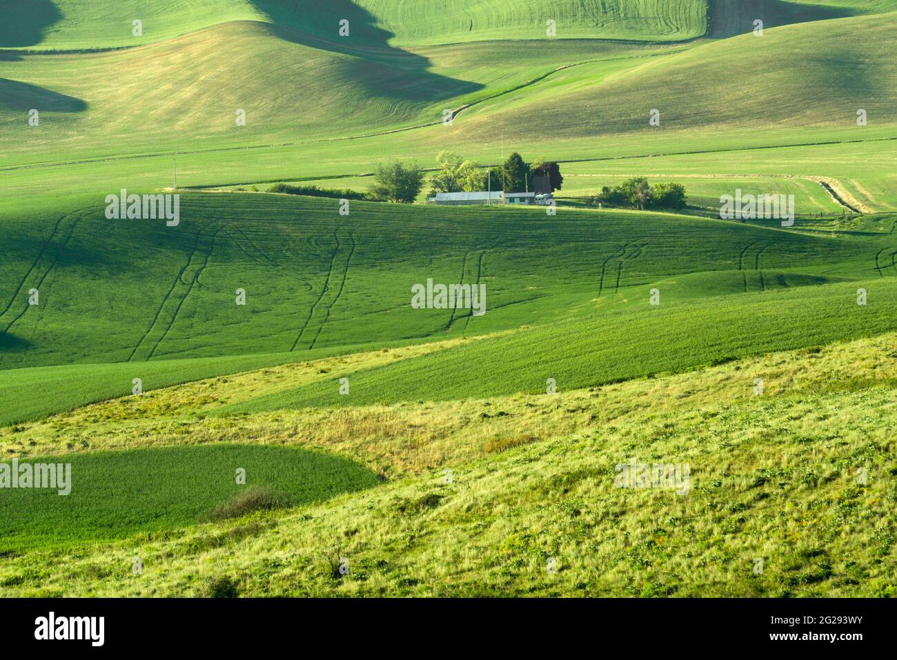 Green rolling hills of farmland wheat fields seen from the Palouse in ...