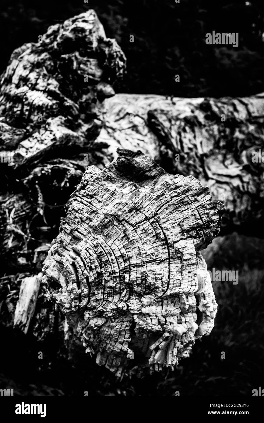 A close image of a dead tree showing the lines, contours and wrinkles ...