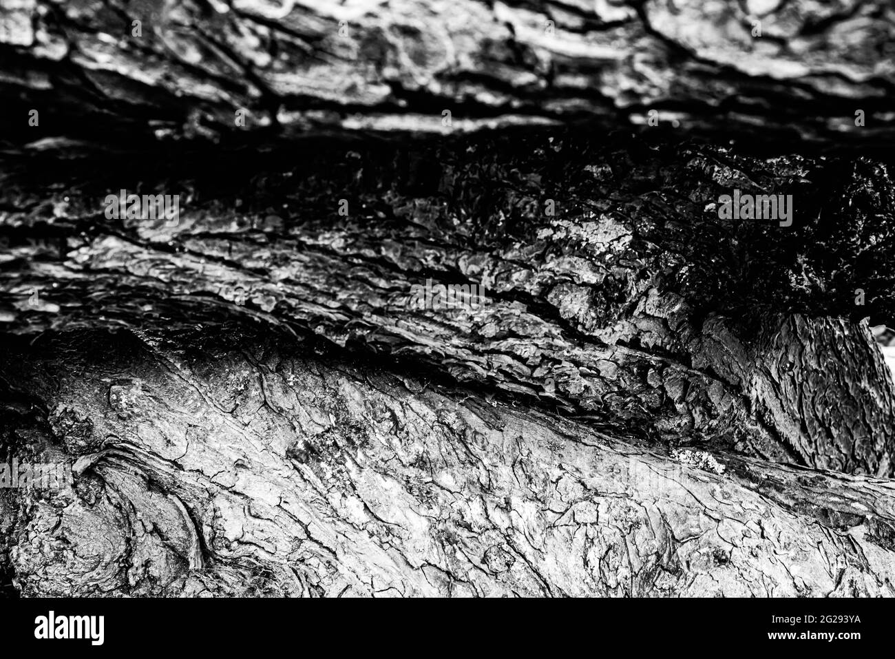 A close image of a dead tree showing the lines, contours and wrinkles ...