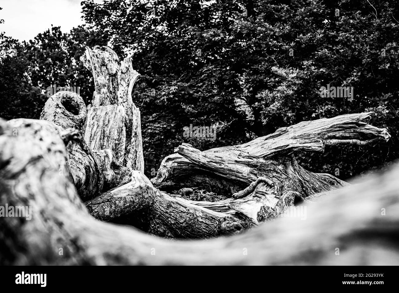 A close image of a dead tree showing the lines, contours and wrinkles ...