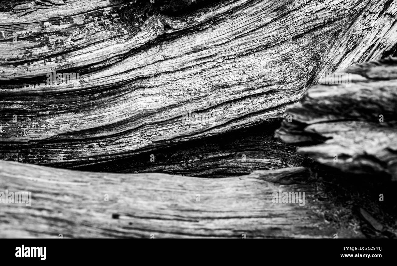 A close image of a dead tree showing the lines, contours and wrinkles ...