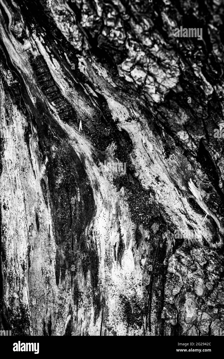 Trunk bark old larch Black and White Stock Photos & Images - Alamy