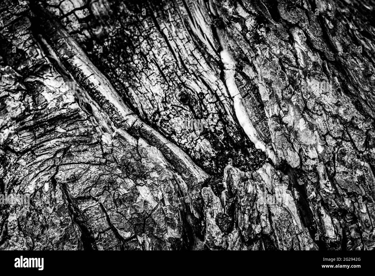 A close image of a dead tree showing the lines, contours and wrinkles ...