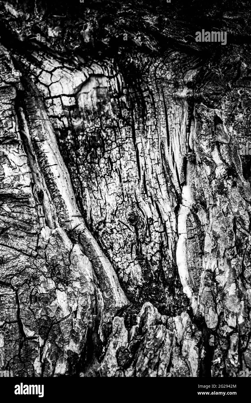 A close image of a dead tree showing the lines, contours and wrinkles ...