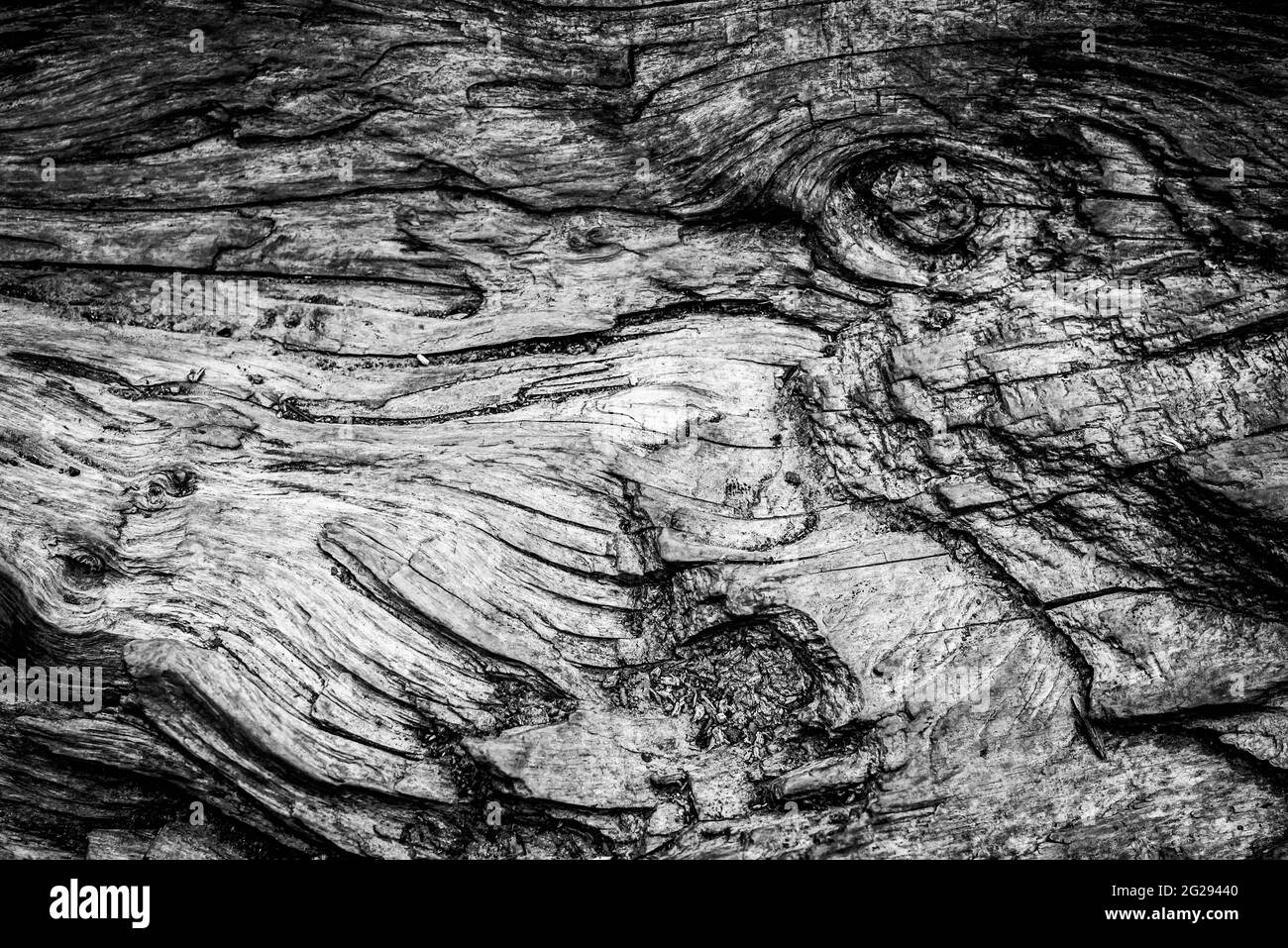 A close image of a dead tree showing the lines, contours and wrinkles ...
