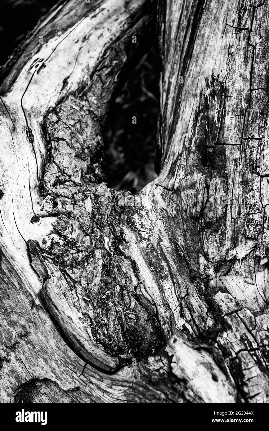 Bark of a larch Black and White Stock Photos & Images - Alamy