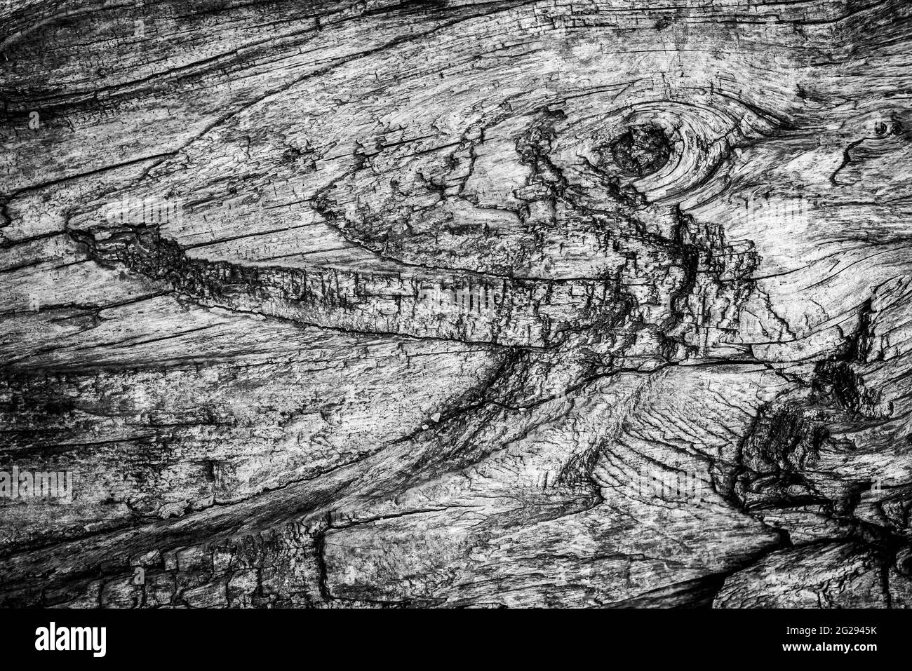A close image of a dead tree showing the lines, contours and wrinkles ...