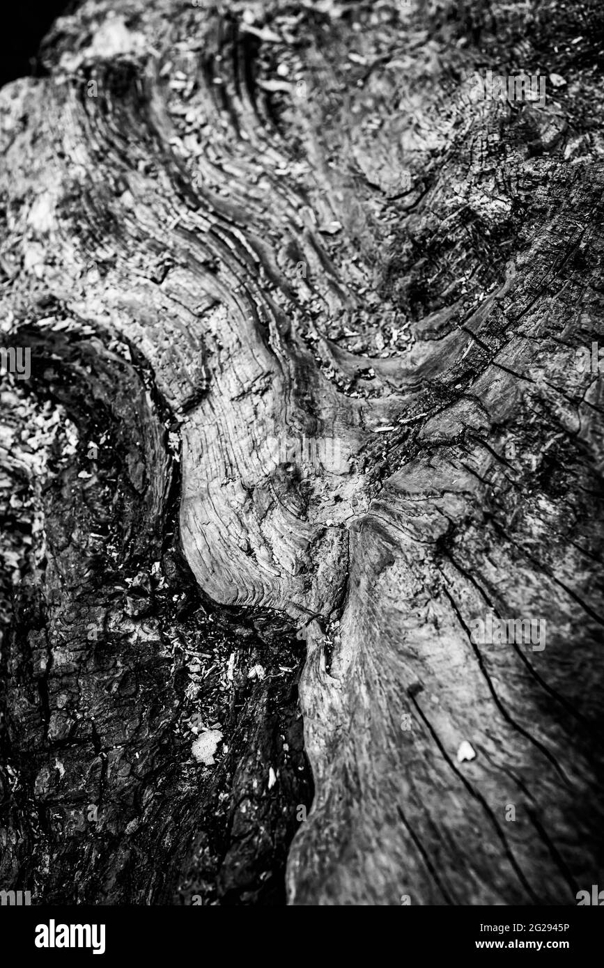 A close image of a dead tree showing the lines, contours and wrinkles ...