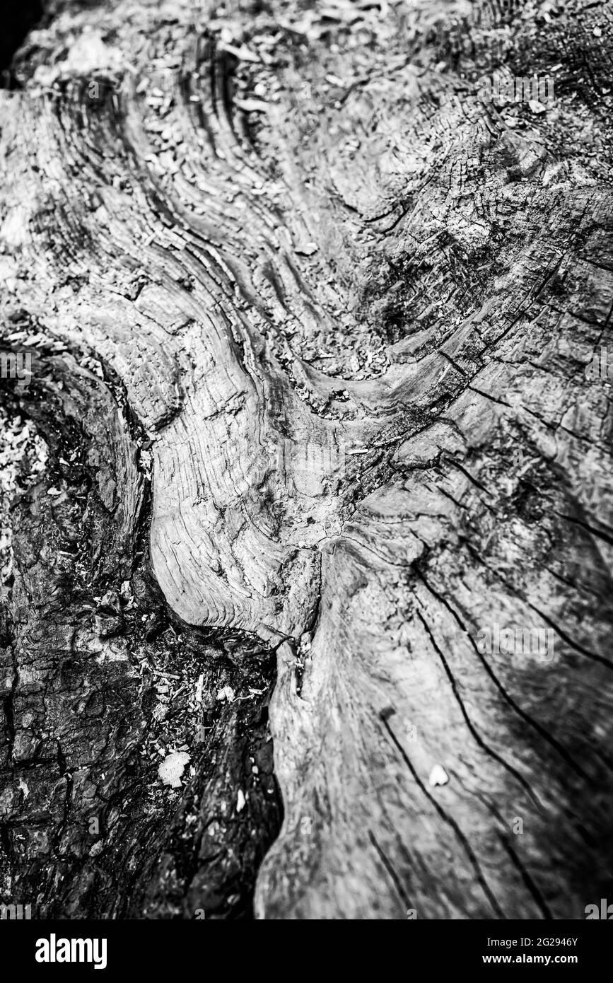 A close image of a dead tree showing the lines, contours and wrinkles ...