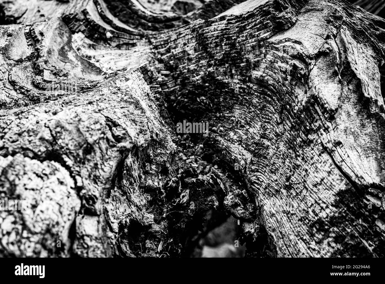 A close image of a dead tree showing the lines, contours and wrinkles ...
