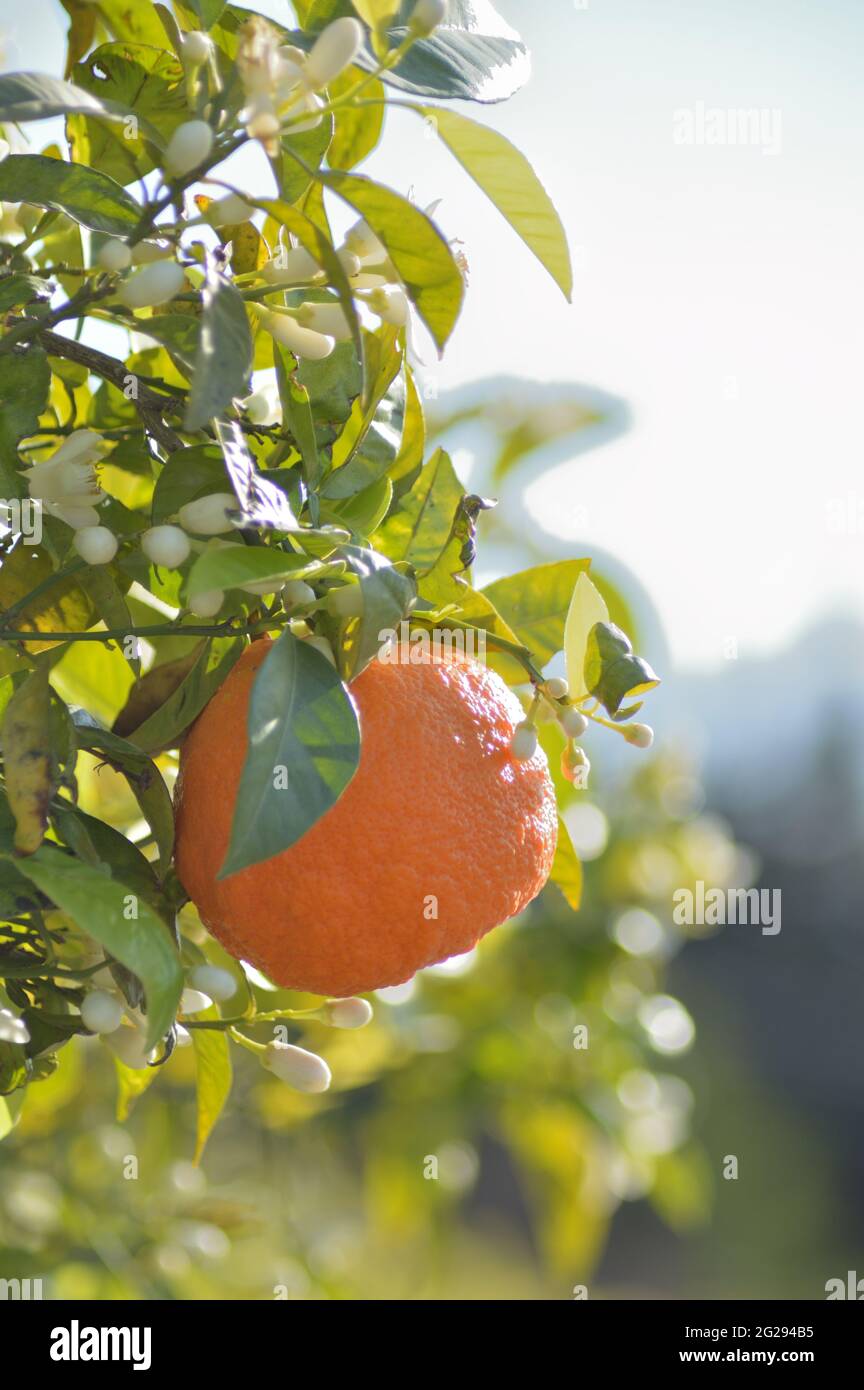 Tangerine production hi-res stock photography and images - Alamy