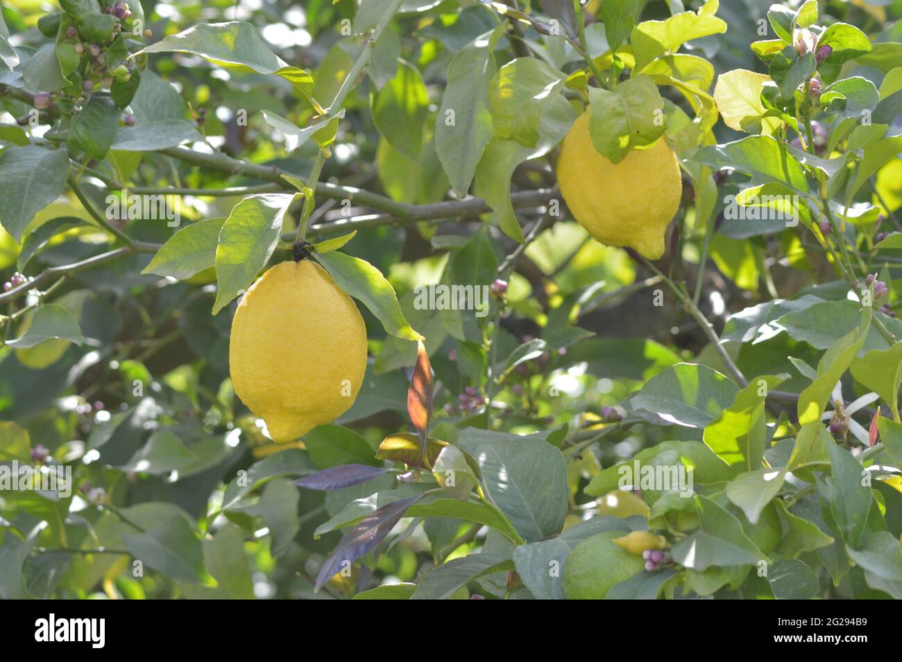 Production of lemons hi-res stock photography and images - Alamy