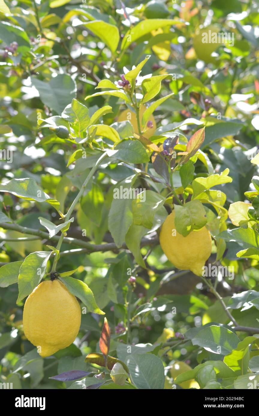 Lemons hanging in a lemon tree in a agricultural plantation Stock Photo ...
