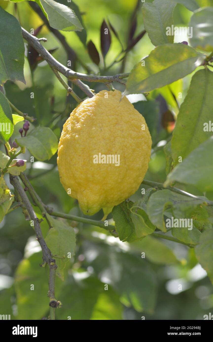 Lemon fruit hanging in a lemon tree Stock Photo - Alamy