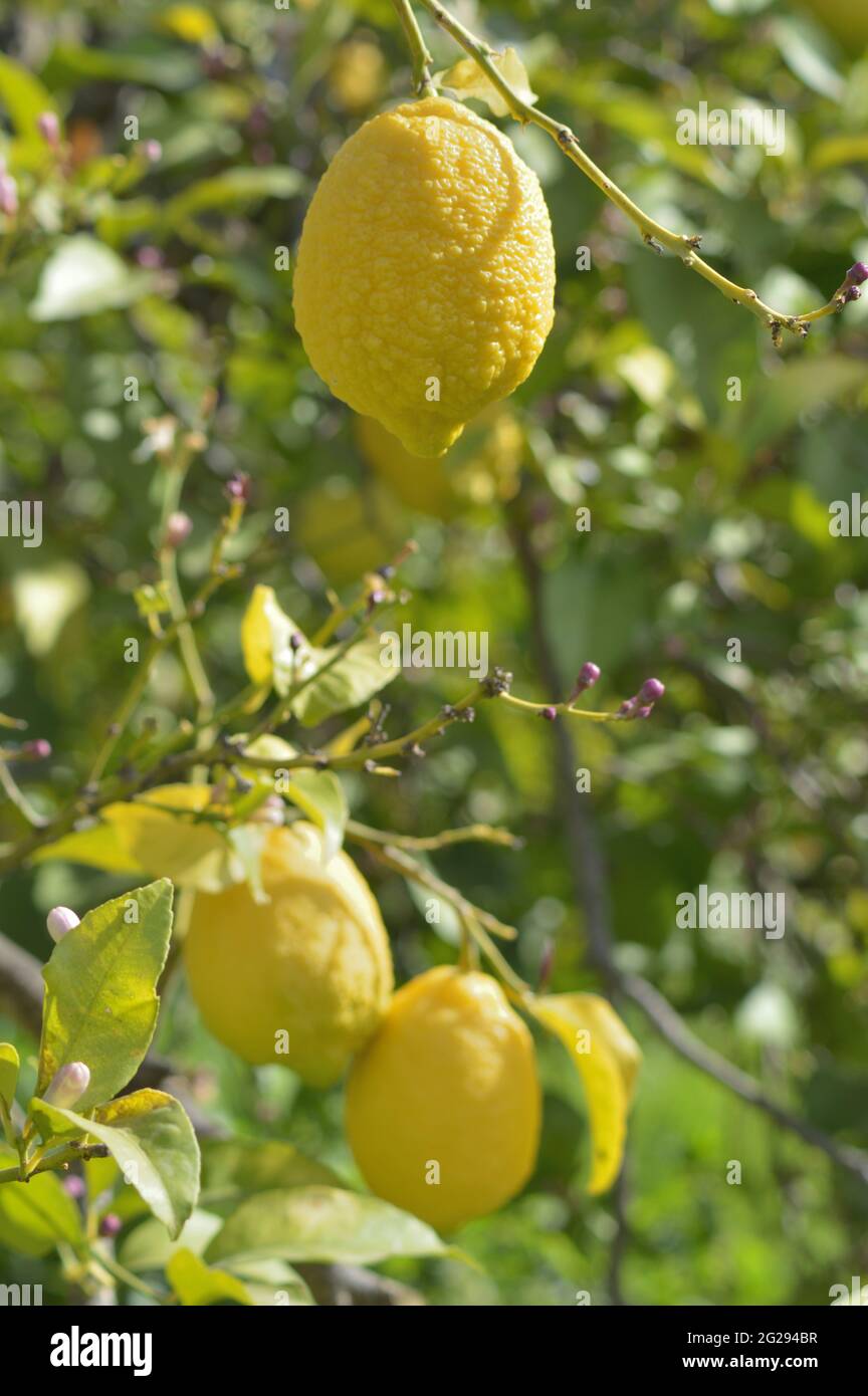 Lemons in a lemon tree in a agricultural plantation Stock Photo - Alamy
