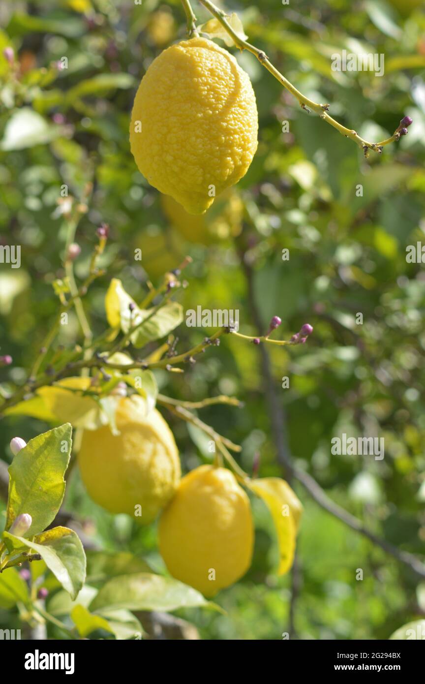 Natural lemons hanging in a lemon tree a sunny evening Stock Photo - Alamy
