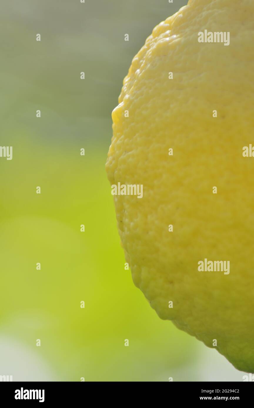 Rough lemon hi-res stock photography and images - Alamy