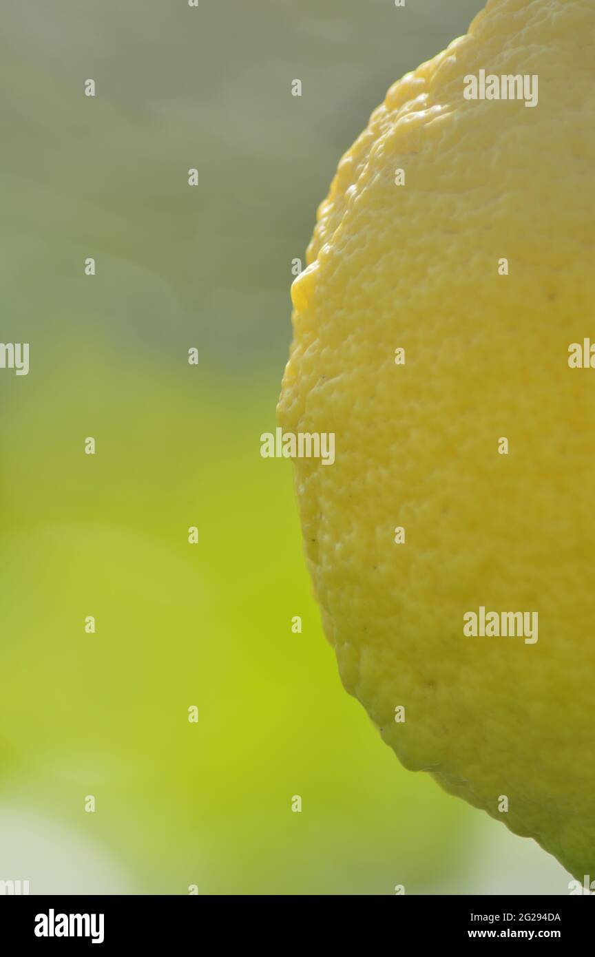 Rough lemon hanging in lemon tree Stock Photo - Alamy
