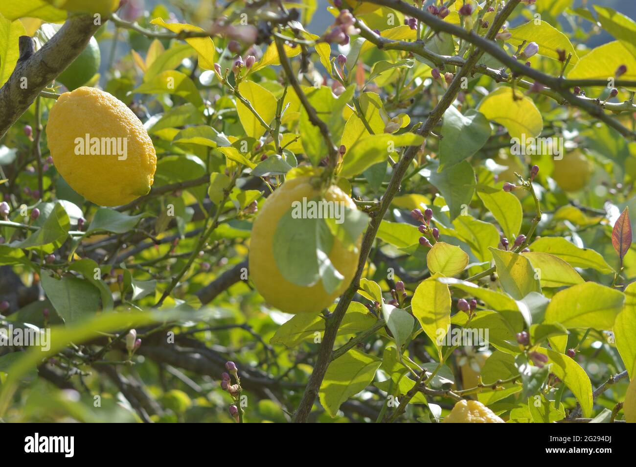 Production of lemons hi-res stock photography and images - Alamy