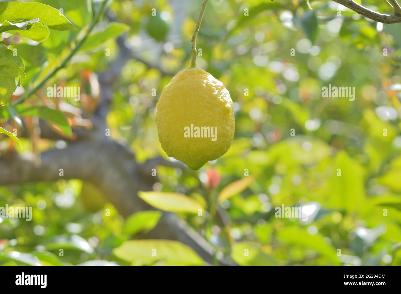 Natural lemon hanging in a lemon tree at sunset Stock Photo - Alamy
