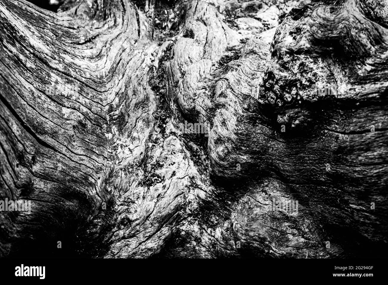 A close image of a dead tree showing the lines, contours and wrinkles ...