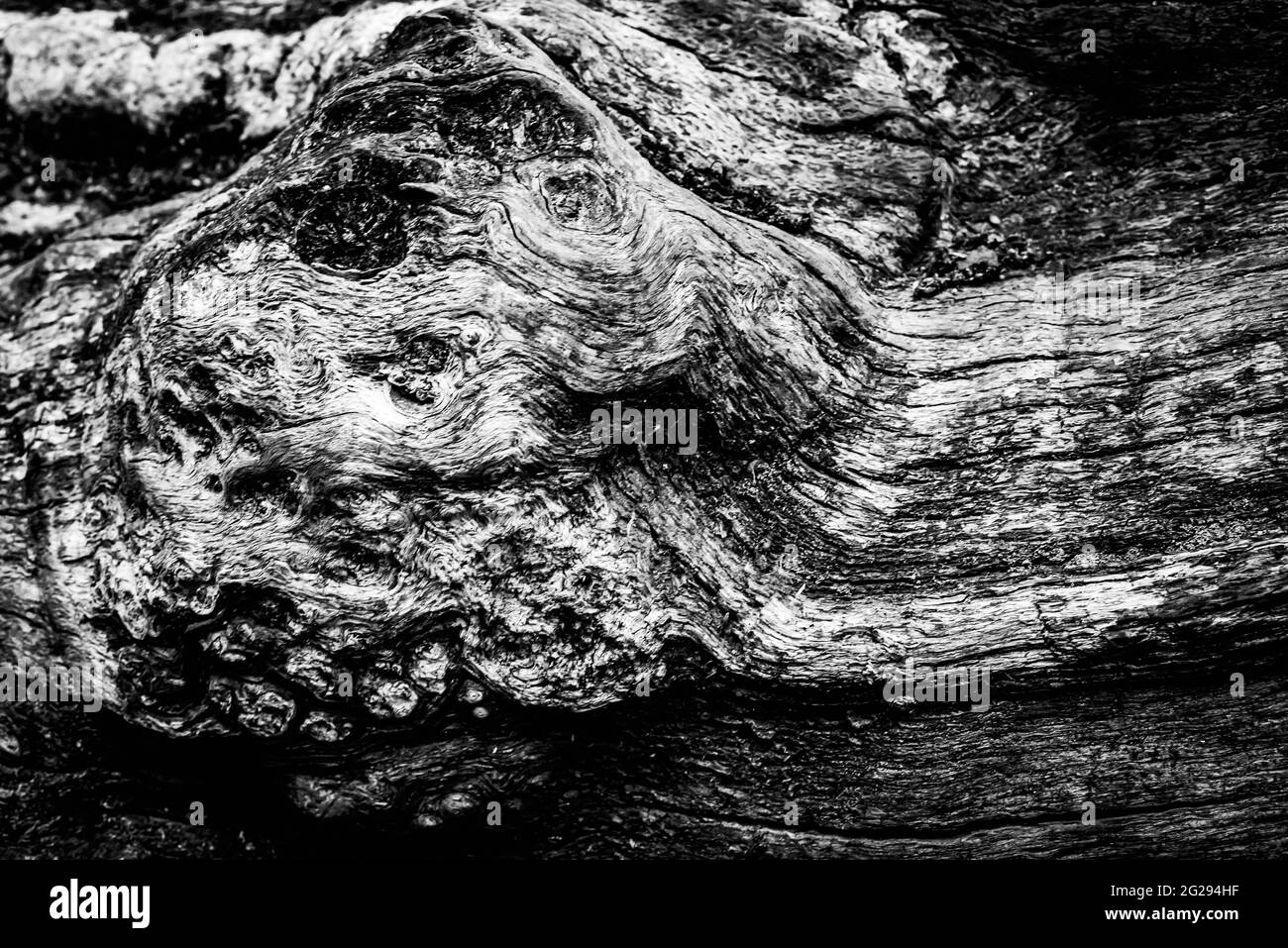 A close image of a dead tree showing the lines, contours and wrinkles ...