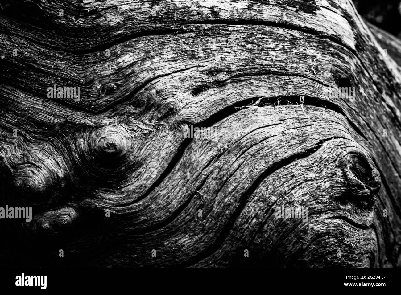 A close image of a dead tree showing the lines, contours and wrinkles ...