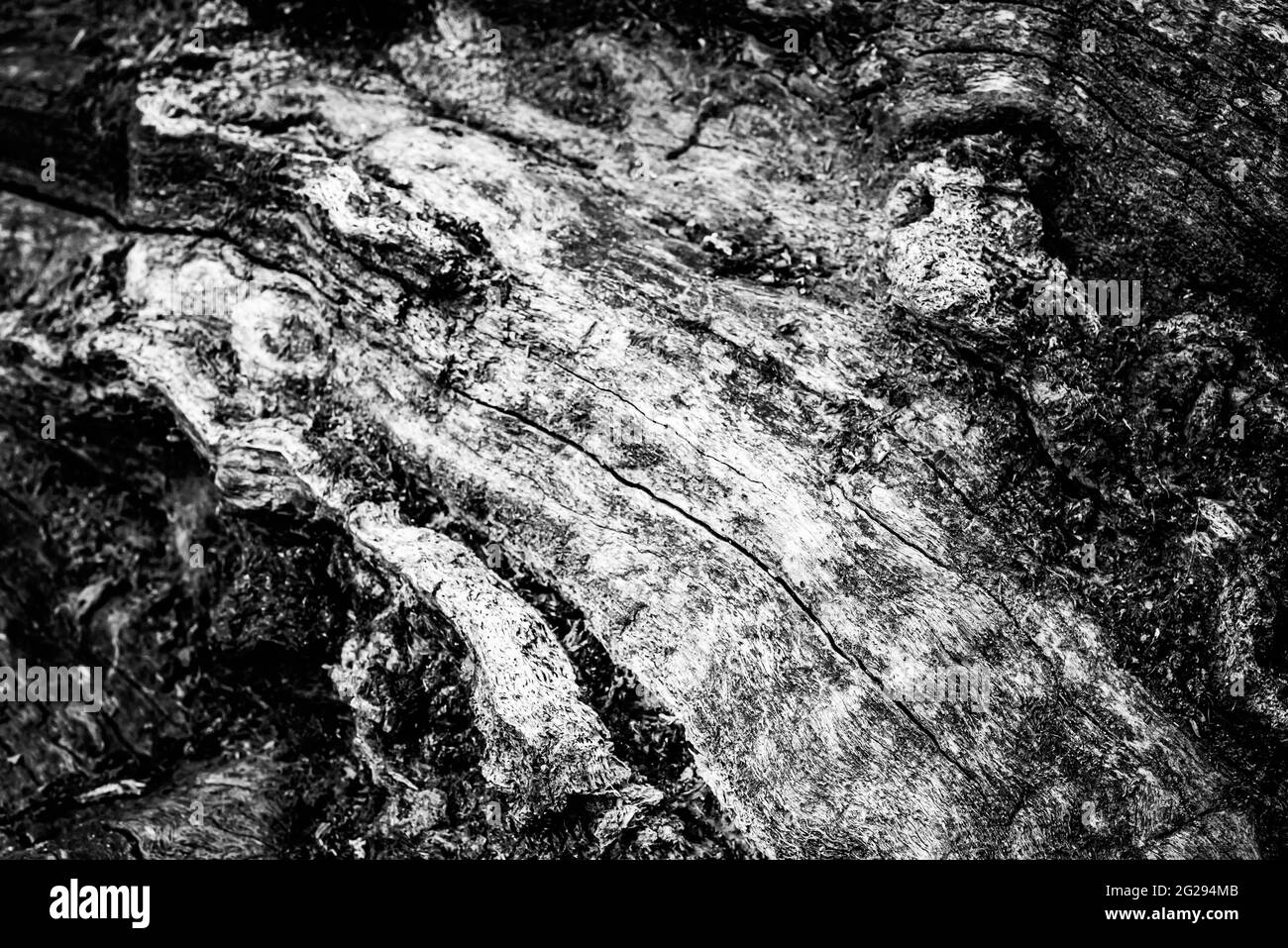 A close image of a dead tree showing the lines, contours and wrinkles ...