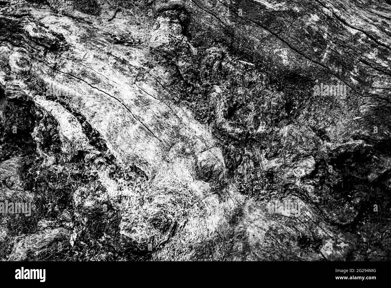 A close image of a dead tree showing the lines, contours and wrinkles ...