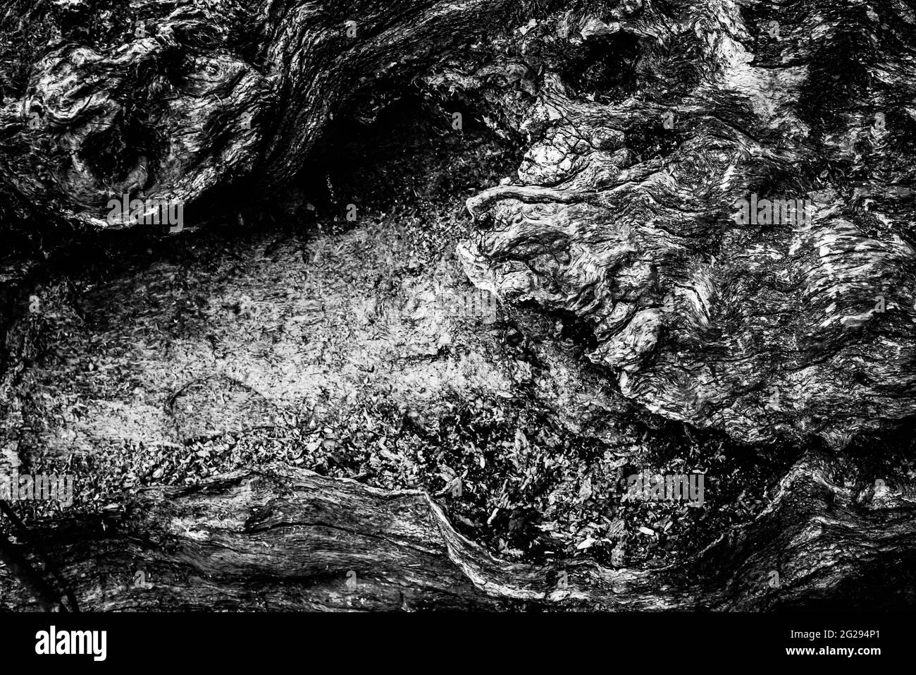 A close image of a dead tree showing the lines, contours and wrinkles ...