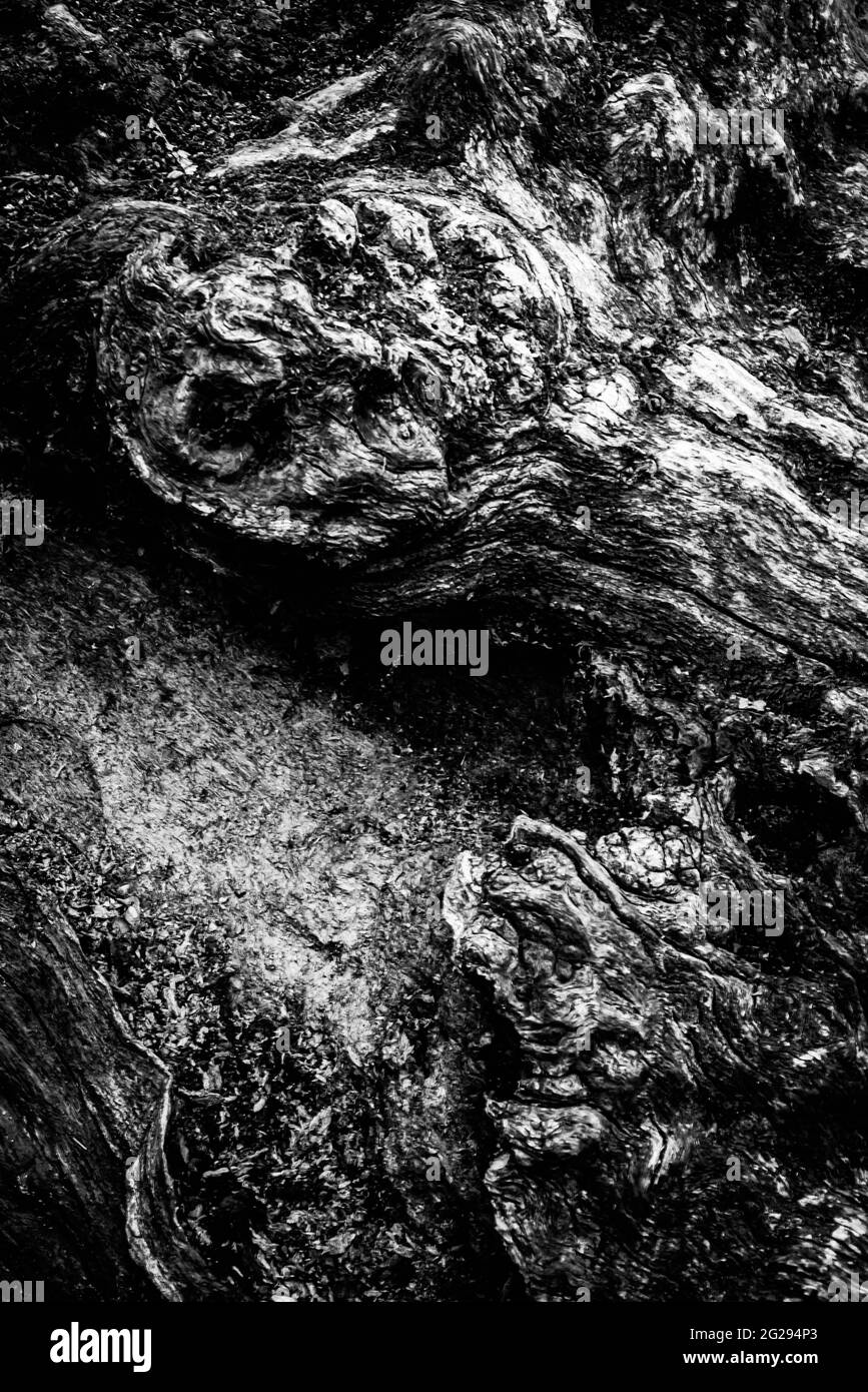 A close image of a dead tree showing the lines, contours and wrinkles ...