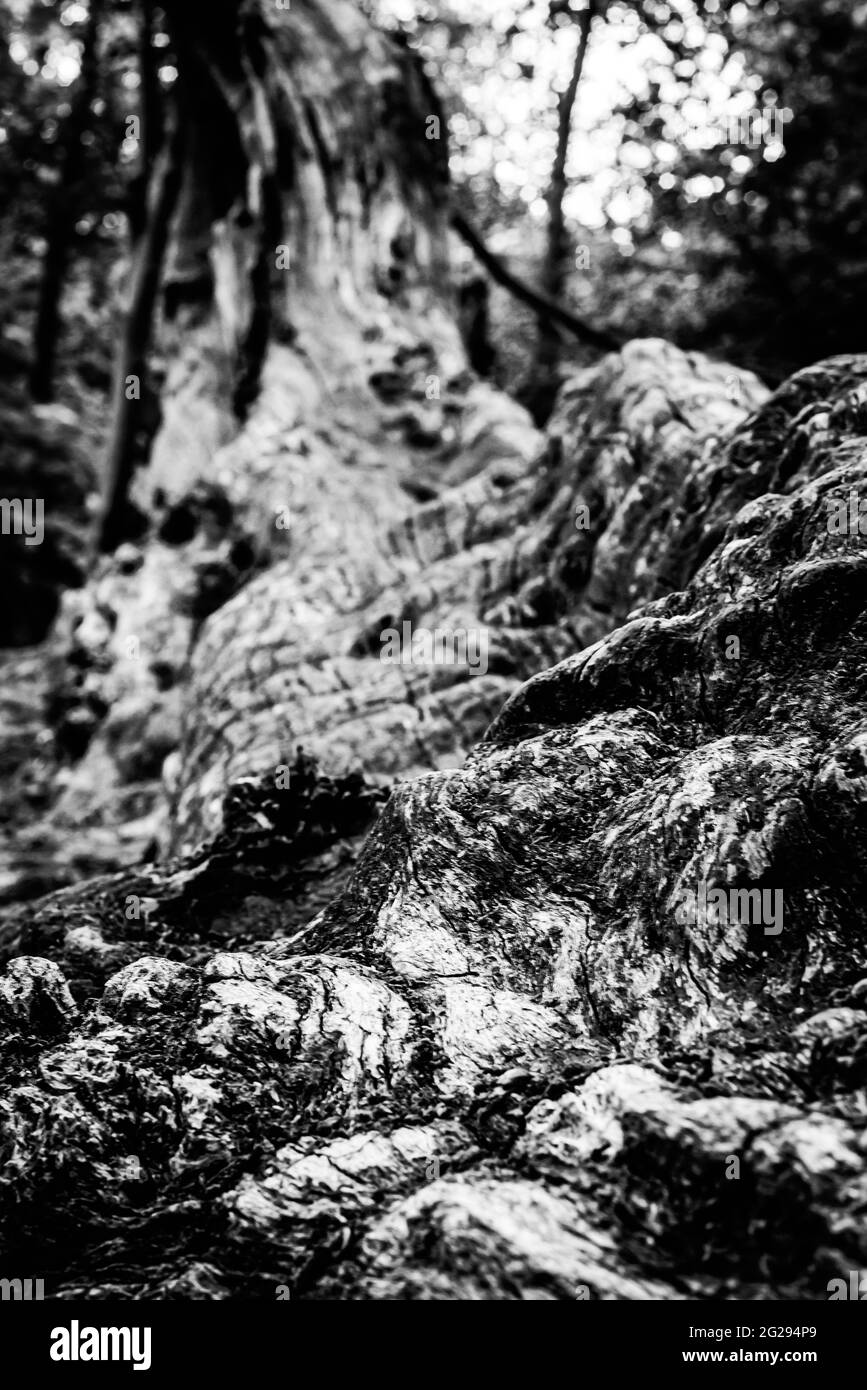 A close image of a dead tree showing the lines, contours and wrinkles ...