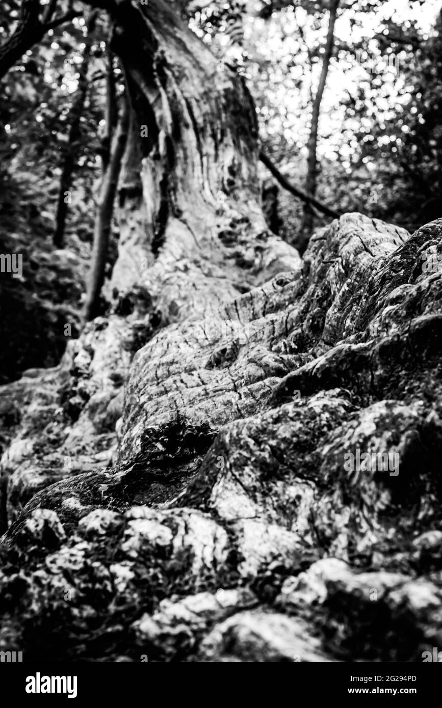 A close image of a dead tree showing the lines, contours and wrinkles ...