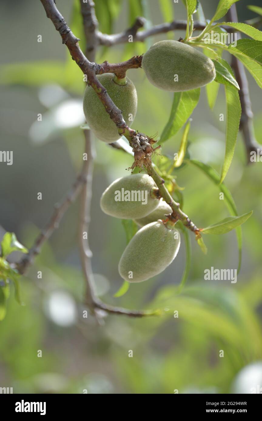 Almond planting tree hi-res stock photography and images - Alamy