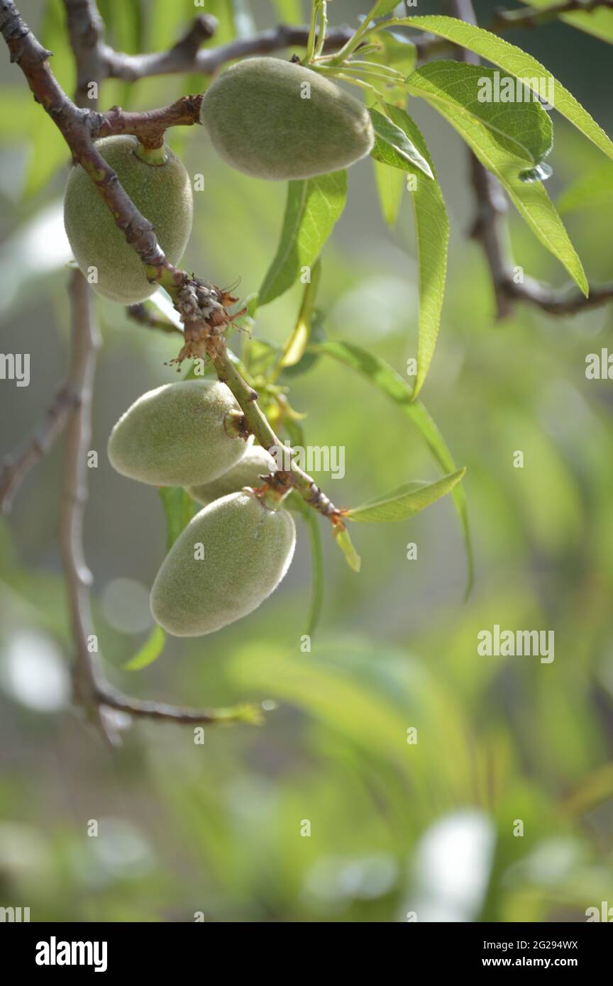Branching fruits hi-res stock photography and images - Alamy