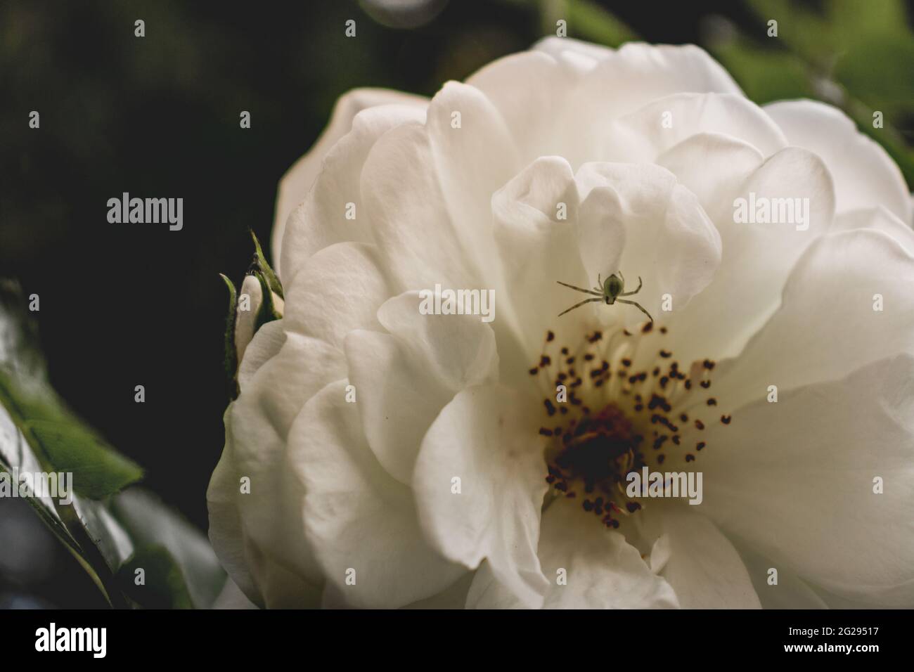 Spider rose flower hi-res stock photography and images - Alamy