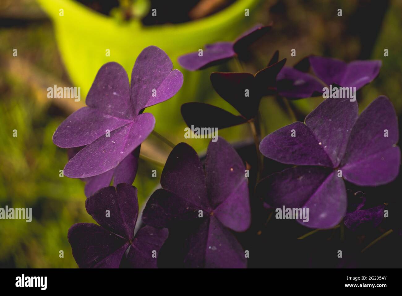 Oxalis triangularis, commonly called false shamrock Stock Photo - Alamy