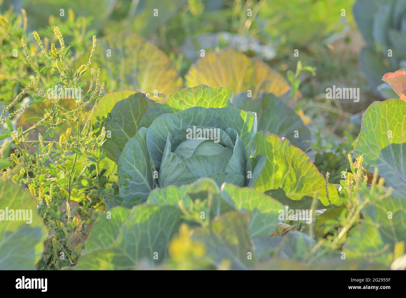 Cabbage in a vegetable orchard at sunset Stock Photo - Alamy
