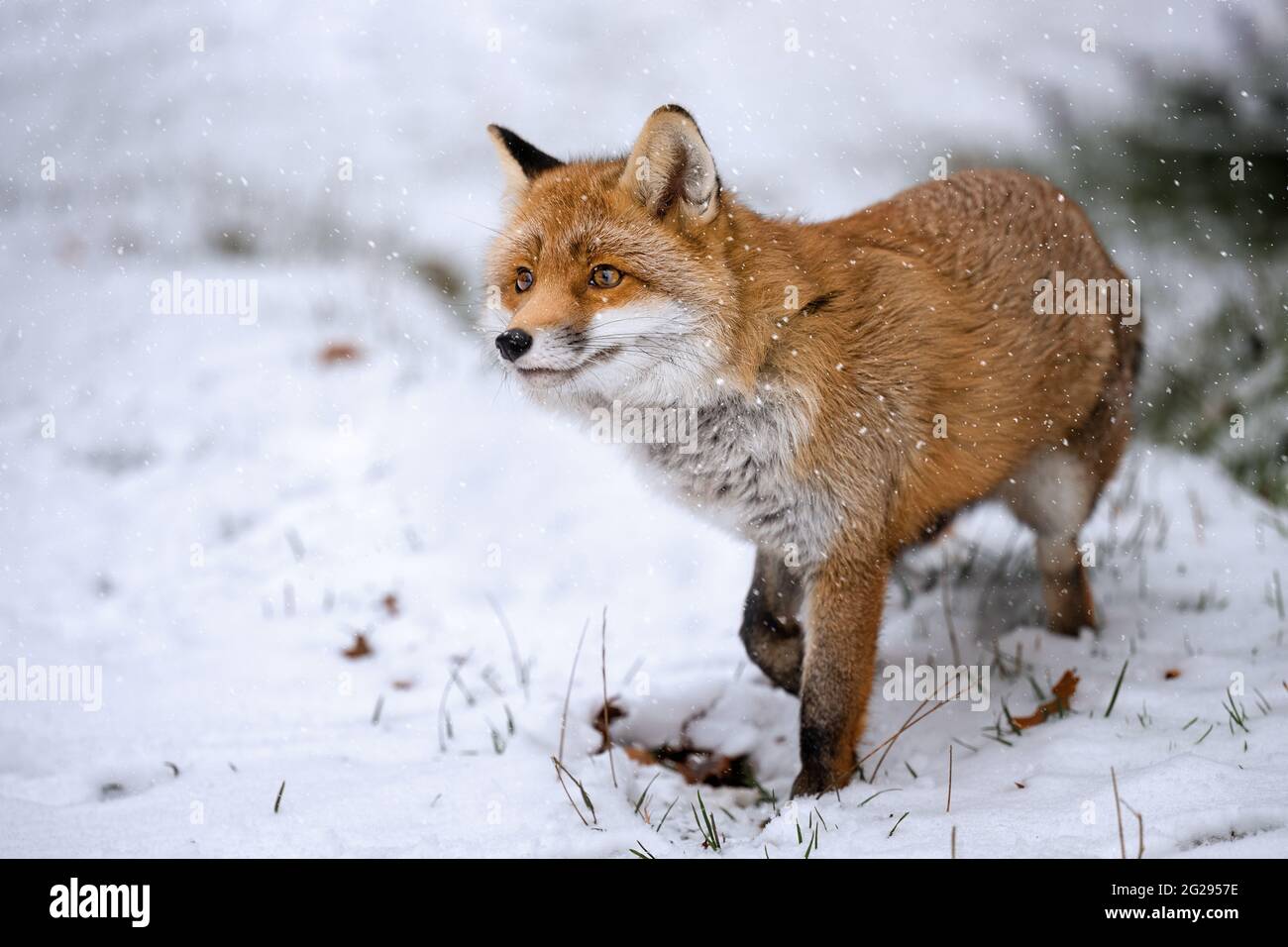 Portrait of a red fox in nature Stock Photo - Alamy