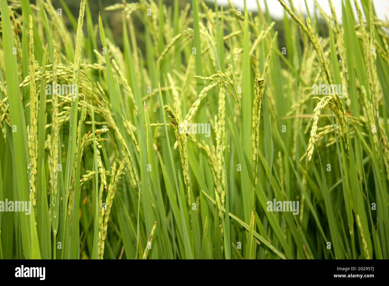 A crop of paddy with rice beans and grains in a green farm Stock Photo ...