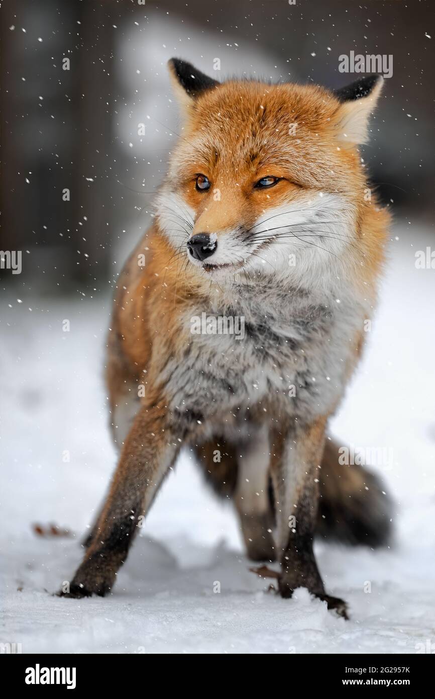 Red fox in nature hi-res stock photography and images - Alamy