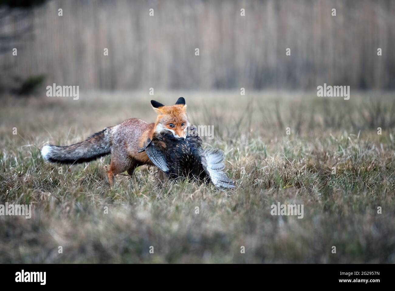 Portrait of a red fox in nature Stock Photo - Alamy