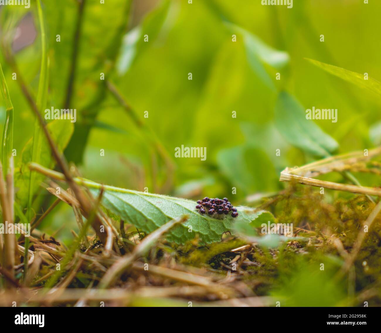 Close Up Of A Ladybug On A Branch High Resolution Stock Photography and ...
