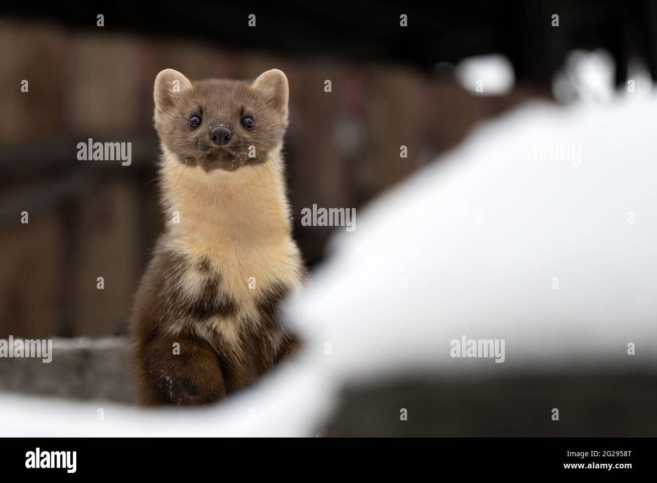 Cute fauna hi-res stock photography and images - Alamy