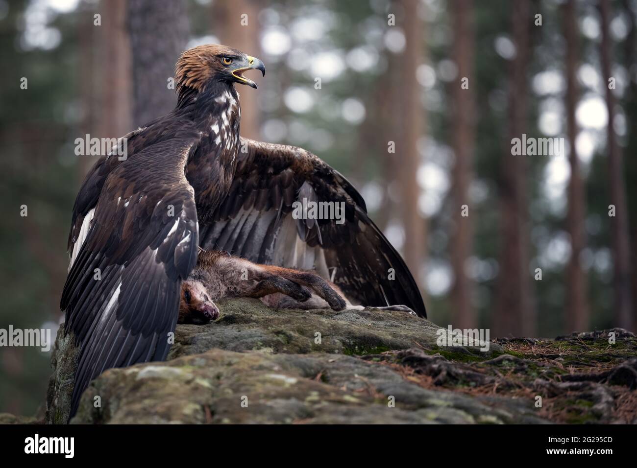 The golden eagle guards its prey Stock Photo - Alamy