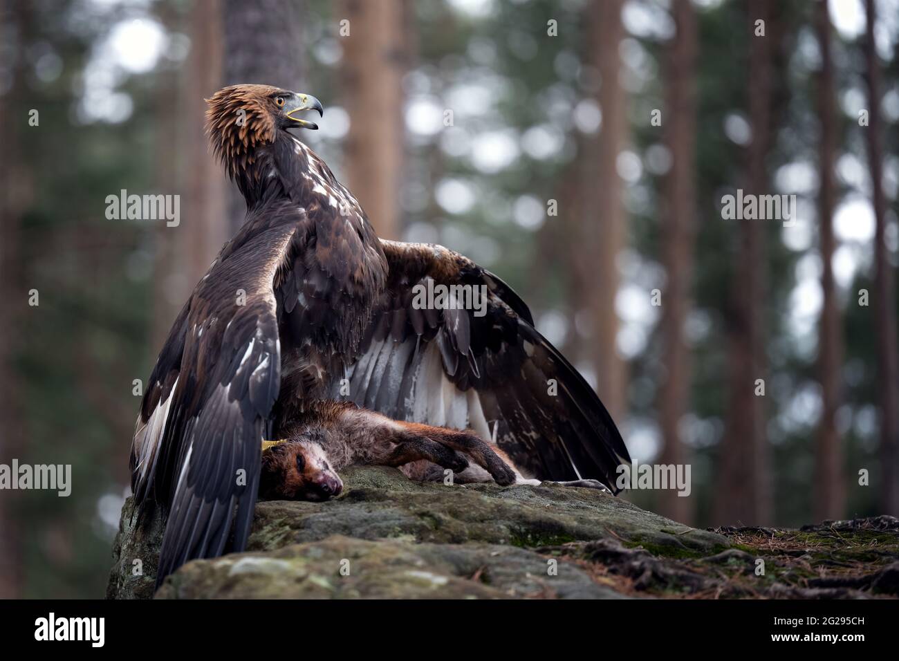 The golden eagle guards its prey Stock Photo - Alamy